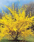 Forsythia-forzicija,zbun