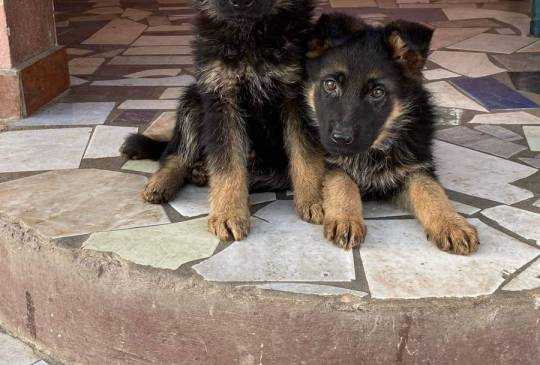 Stenad Nemackog Ovcara Oba Pola