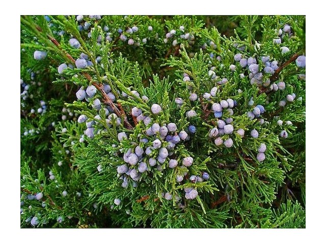 Juniperus sabina -Somina 50 semena