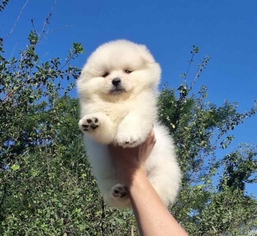 Pomeranac boo