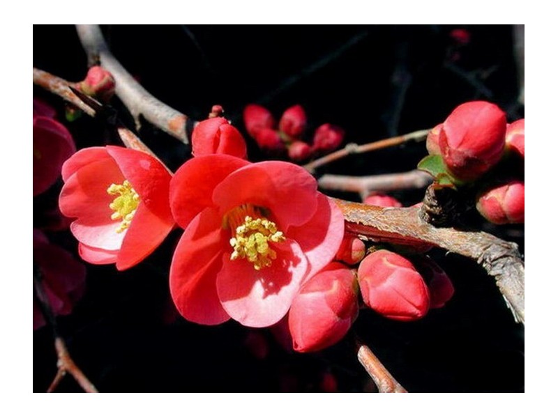 JAPANSKA DUNJA – Chaenomeles japoninica