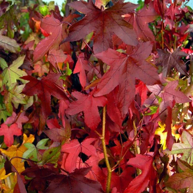 Liquidambar styraciflua 'Slender silhouette' • C7 L • 140/160 cm