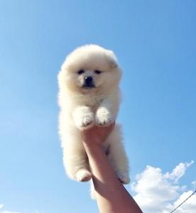 Pomeranac boo