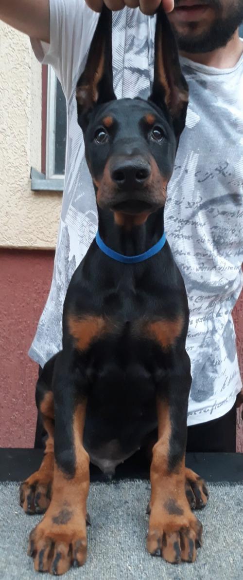 Štenci dobermana