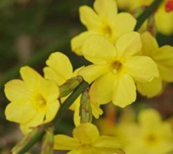 Zuti - Zimski jasmin - Jasminum nudiflorum 1 god.