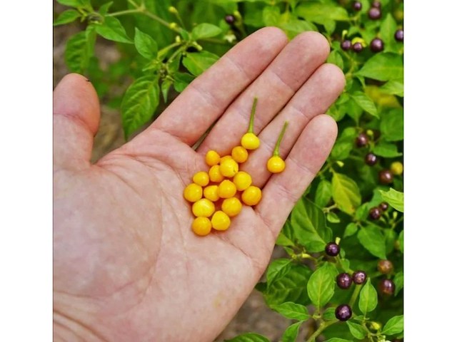 Najskuplja chilli paprika na svetu - Charapita