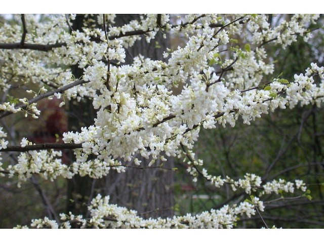 Judino drvo - Cercis siliquastrum alba