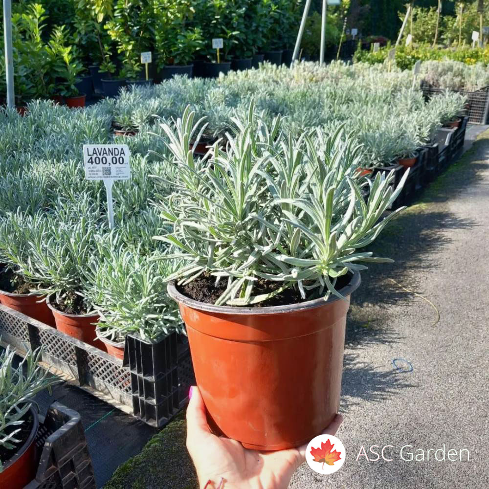 Ljubičasta lavanda – Lavandula angustifolia vera 20cm