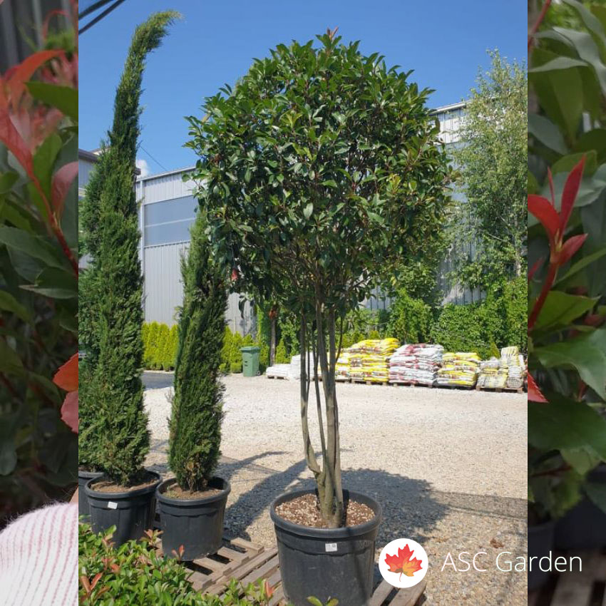 Photinia Red Robin multi steam 250 – 300 cm