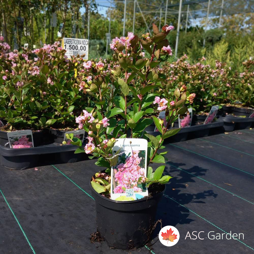 Lagerstroemia indica rozi – Indijski jorgovan 20-30 cm