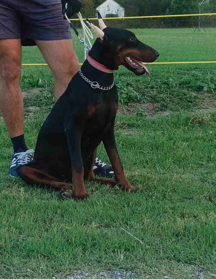 U ponudi štenci DOBERMANA, starosti od 3-7 meseci