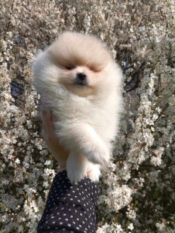 Pomeranac prelepi stenci