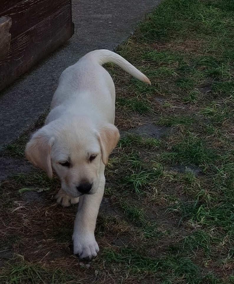 LABRADOR RETRIVER