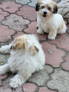 Coton de tulear štenci