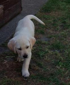 LABRADOR RETRIVER