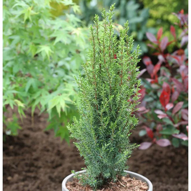 Juniperus Arnold