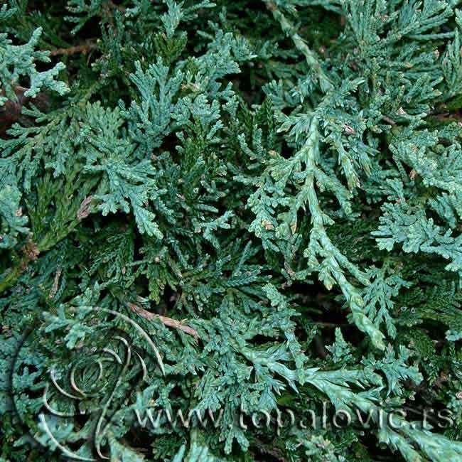 Juniperus horisontalis Wiltonii