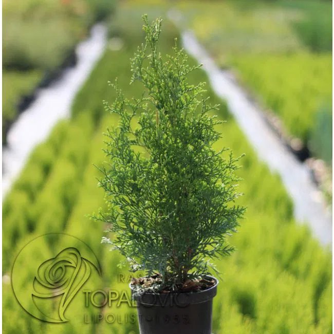 Thuja occ. 'King of Brabant' • P 15 • 30-40 cm