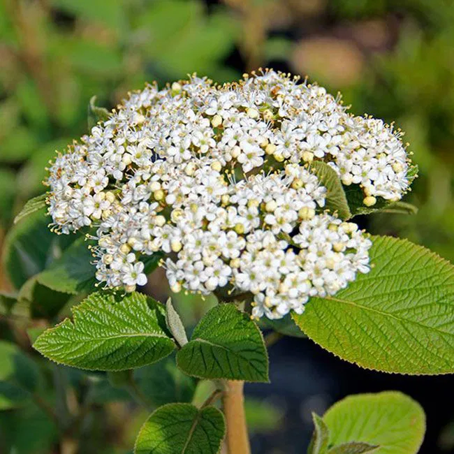 Viburnum lantana