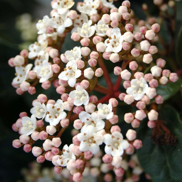 Viburnum tinus 'Eve Price' • C4 L • 30/40 cm