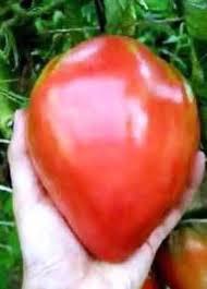 paradajz volovsko srce roze
