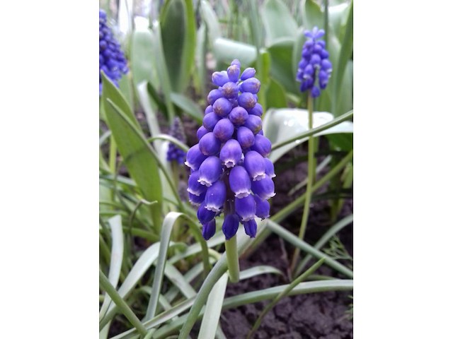 Muscari