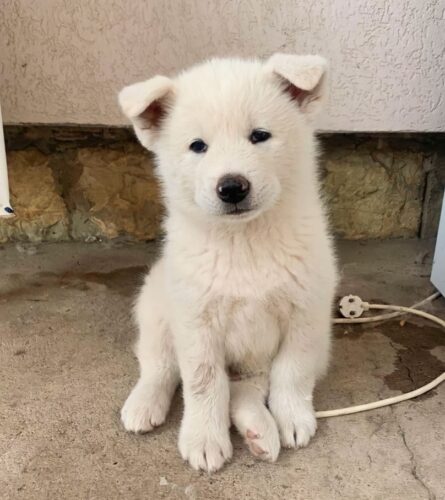 Akita inu