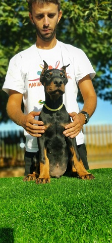 Doberman štenci