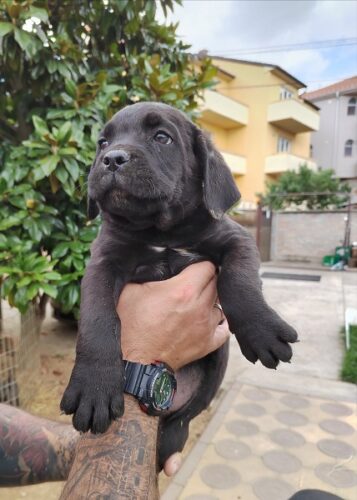 Cane Corso štenci, izvrsnog porekla