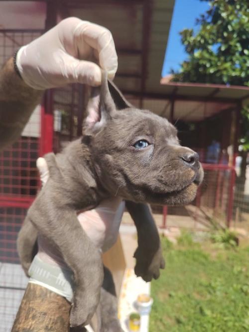 Cane Corso štenci, izvrsnog porekla