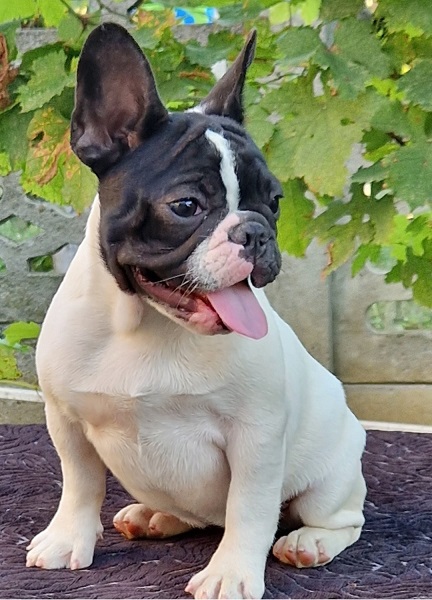 Francuski buldog stenci/Frenchie kennel puppies