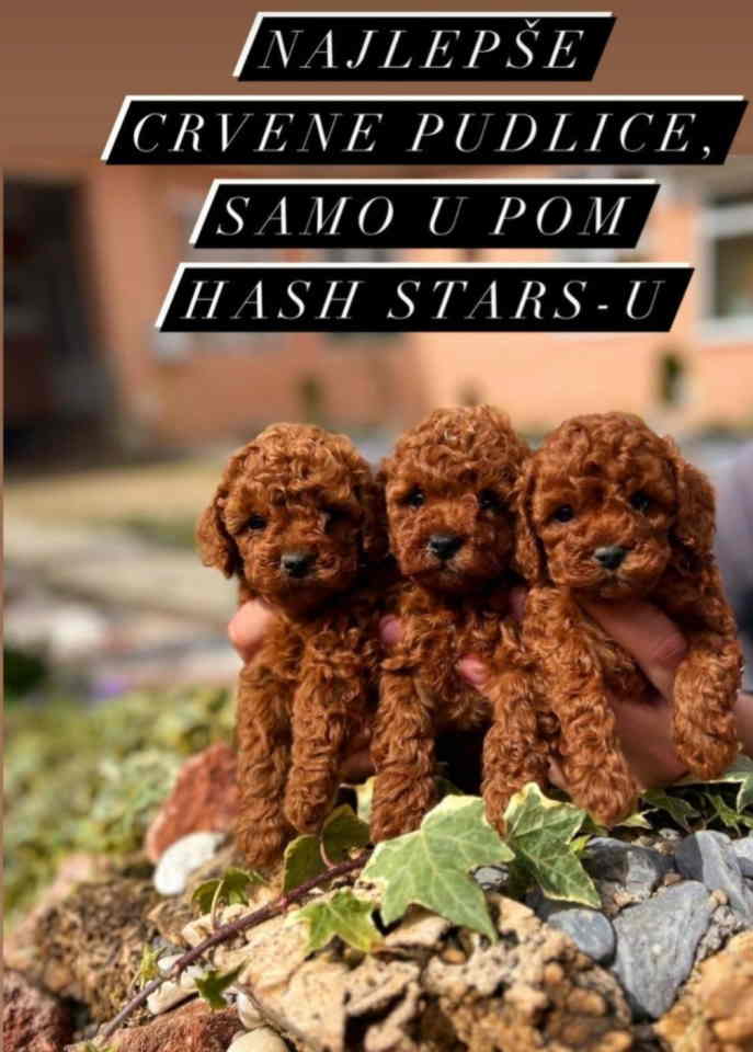 Stenci vrhunskih ToY pudlica samo u pom hash starsu