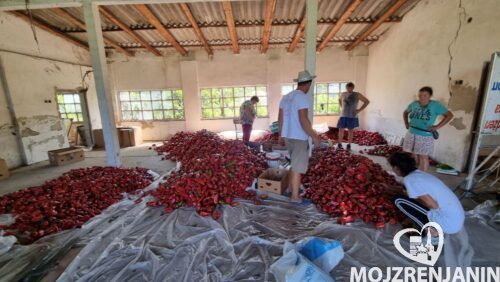 Prodaja paprike crvene roga 100din miks 130 prva i 80 druga klasa