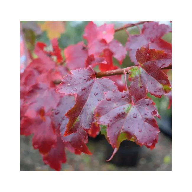 Acer rubrum 'October Glory • C 3 L • 80/100 cm