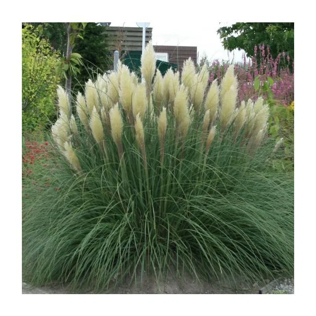 Cortaderia selloana Pumila