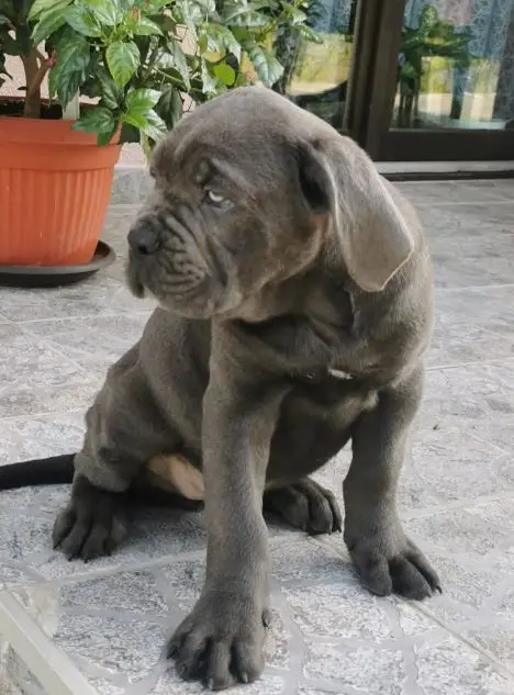 Cane Corso Kane Korso štenci PREPORUKA