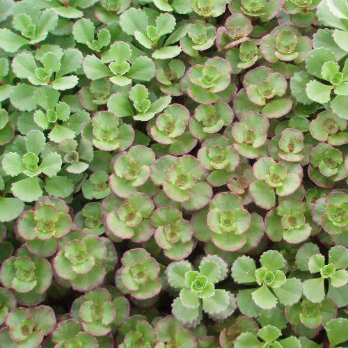 Sedum Tepih