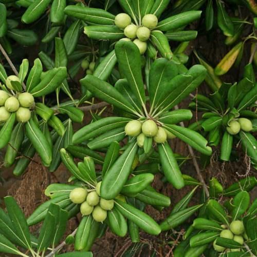 Pitosporum