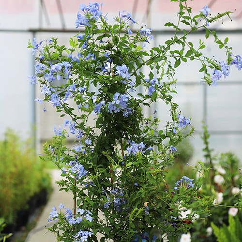 Plumbago