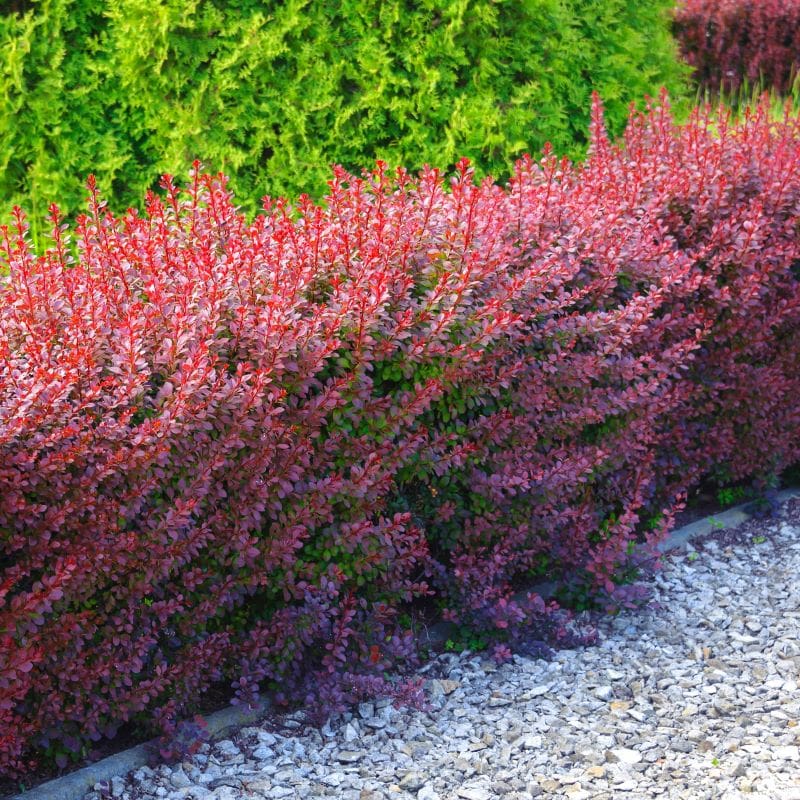 Berberis Crveni