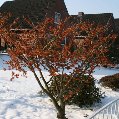 Hamamelis Jelena