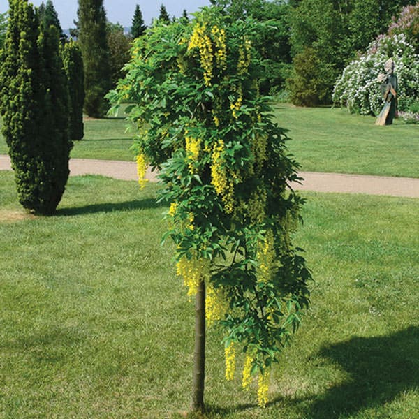 Laburnum Padajući