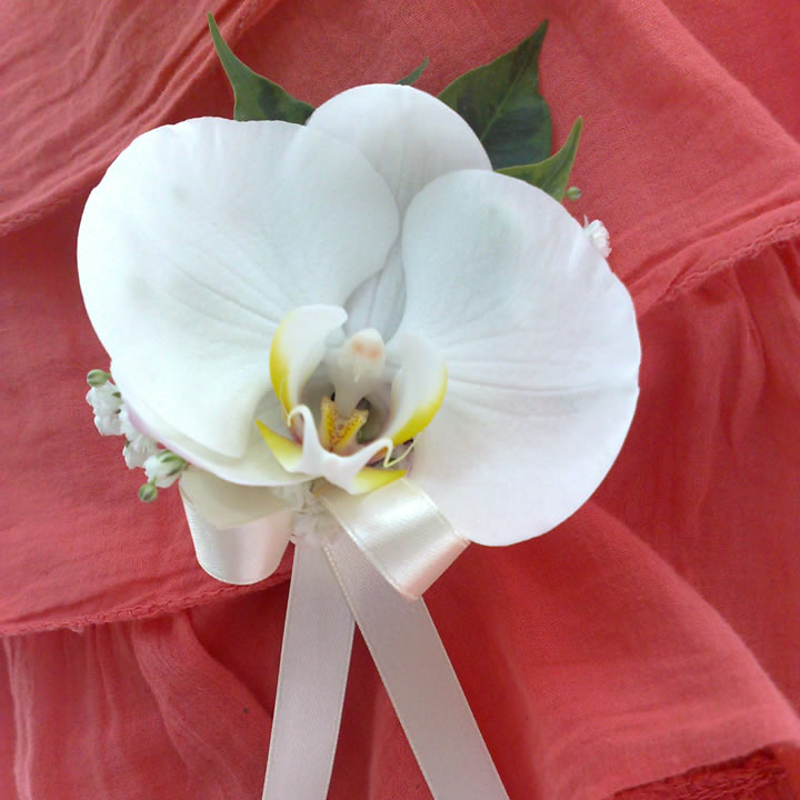 Cvet za ruku penelopsis orhideja