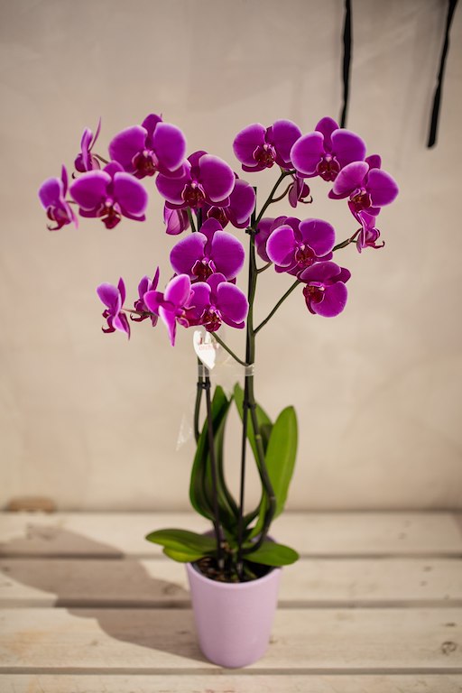 Phalaenopsis Orchids