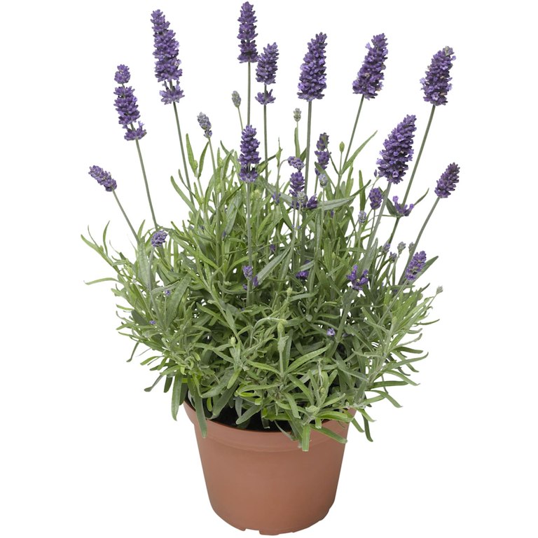 Lavanda tamno plava