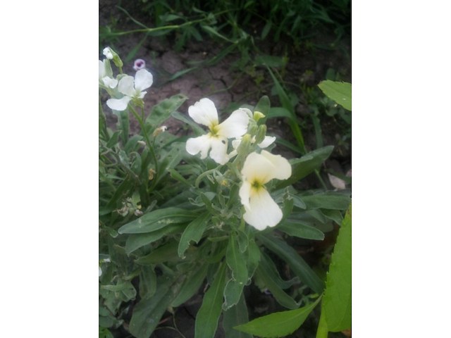 Šeboj (Cheiranthusa) Beli 30 semena