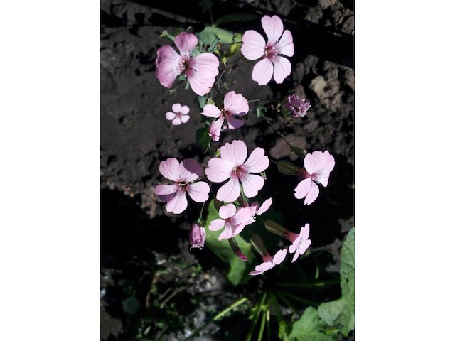 Sapunjaca (Saponaria officinalis) 40 semena