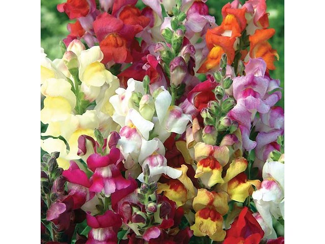 Zevalica (Antirrhinum majus) 300+ semena