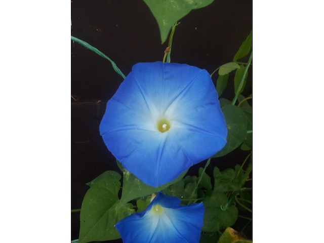 Sky Blue Morning Glory 100 semena