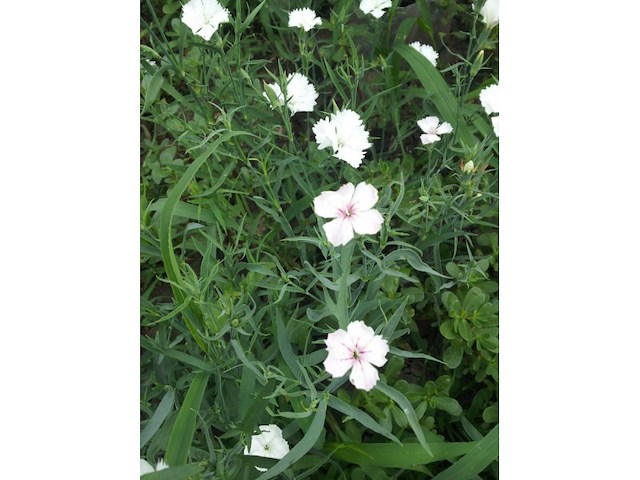 Kineski karanfil (Dianthus chinensis) beli 100+ semena